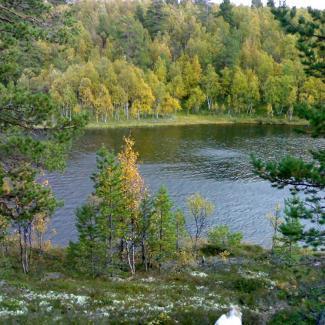 Tynset Østre Grunneierlag | inatur.no