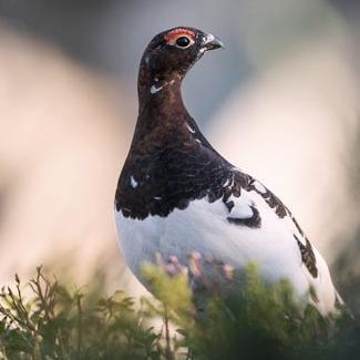 Rypejakt i Austnesfjorden | inatur.no
