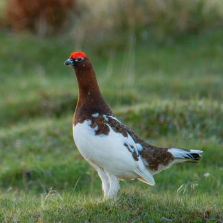 Rype/Skogsfugl Øvre Rendal Grunneierlag | inatur.no