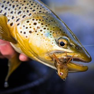 Fiske i Hafslovatnet. Aure av prima kvalitet! | inatur.no