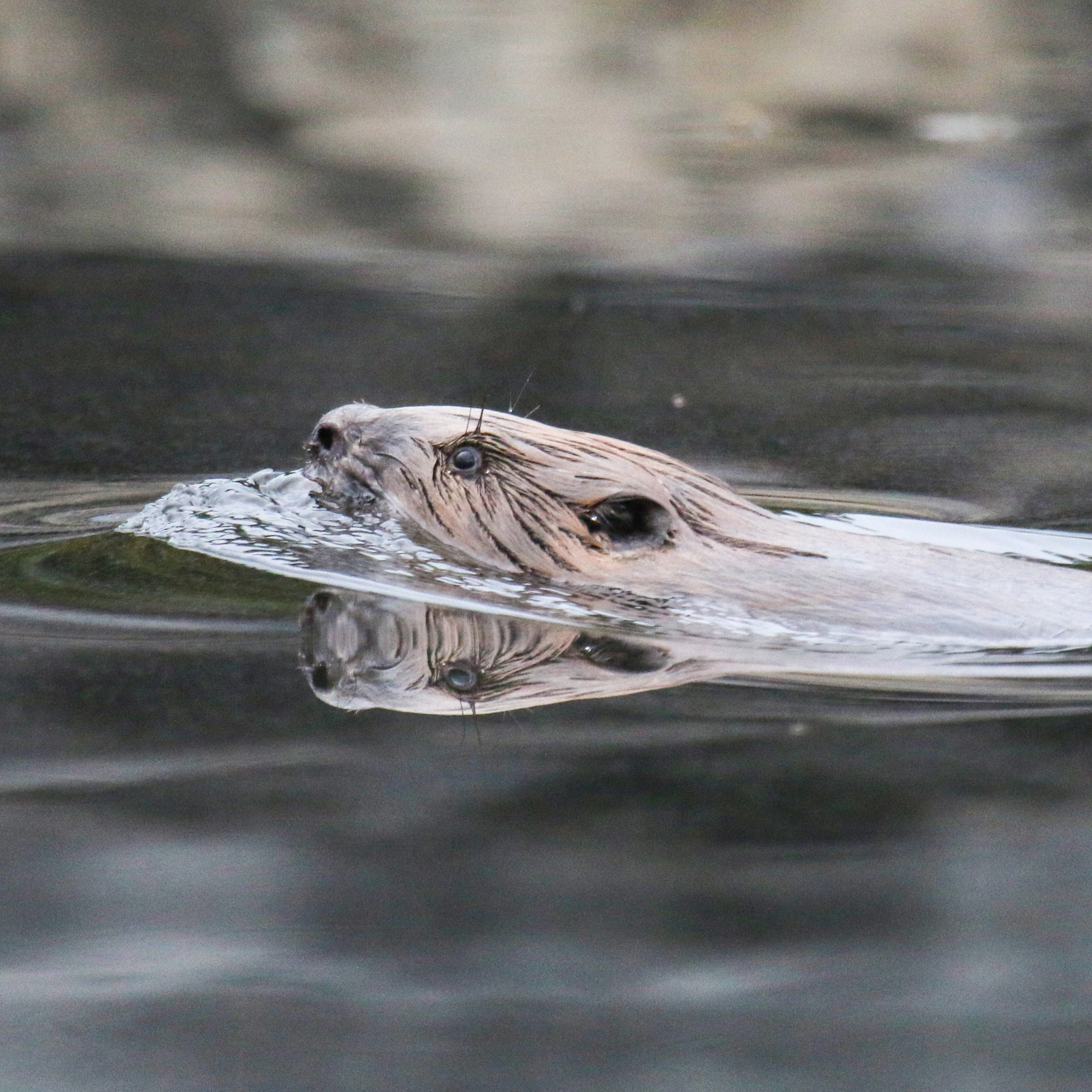Beverjakt i Romedal Almenning | inatur.no