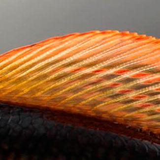 Fiske i Glomma, Rendalen | inatur.no