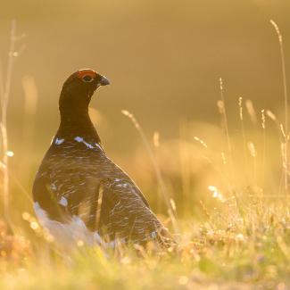 Rype og skogsfugljakt i Høstdalen i Alvdal | inatur.no