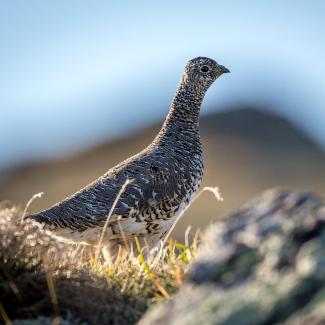 Rype og harejakt i Ibestad | inatur.no