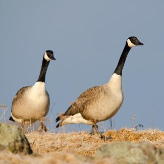 Sone 5, Brunlanes grunneierlag | inatur.no