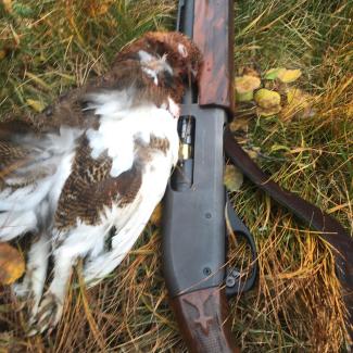 Jakt på rype orrfugl hare samt treningskort for fuglehund på egne ...